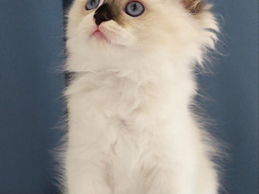 Регдолл девочка