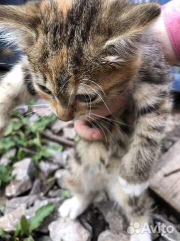 Котята девочка, мальчик, кошки, коты