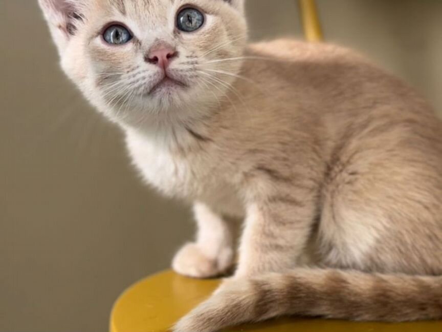 Кошка в дар бесплатно