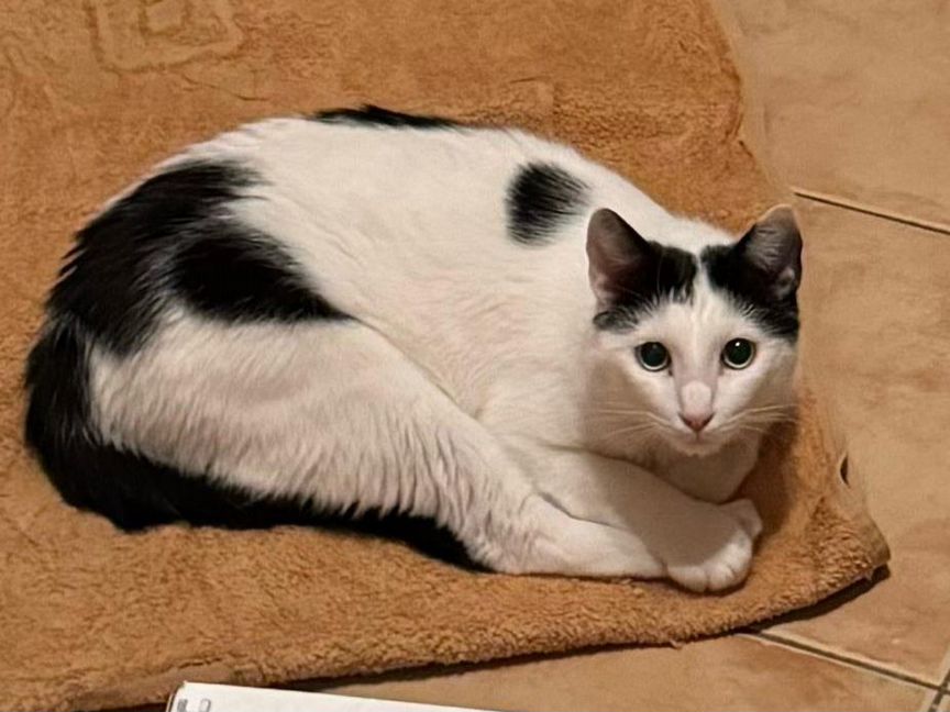 Кота Чука возвращают в приют, он не выдержит этого