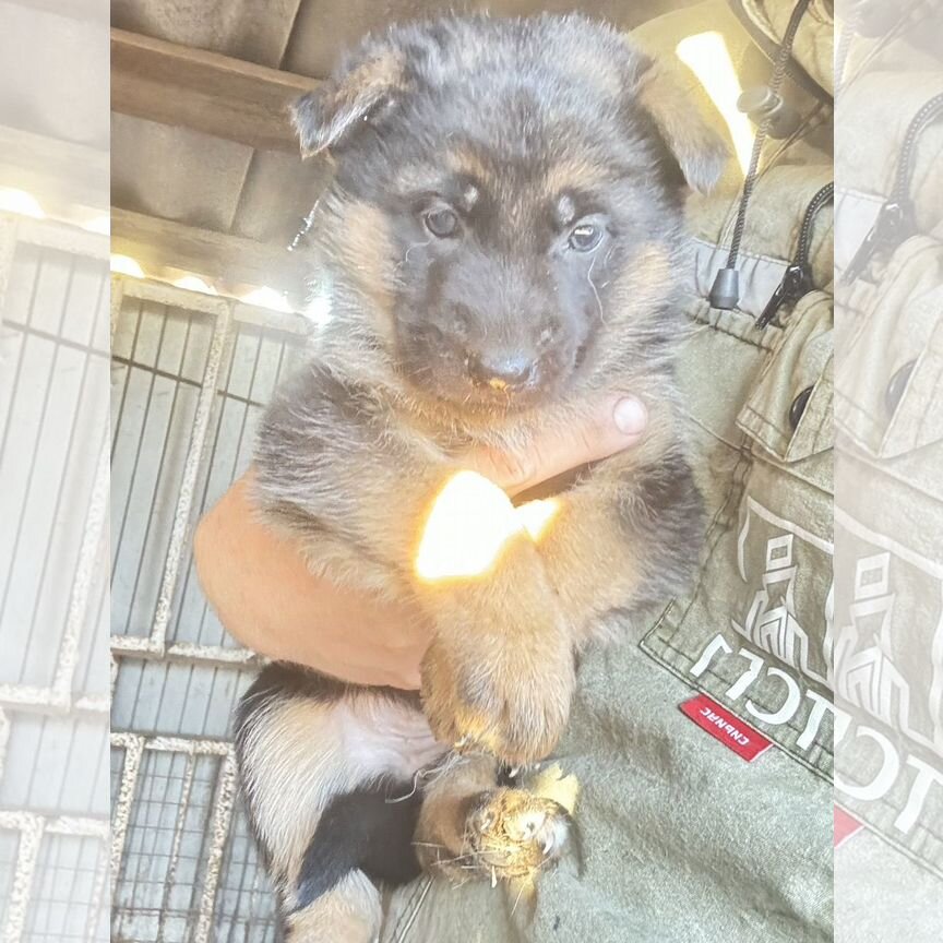 Щенки немецкой овчарки рабочего разведения