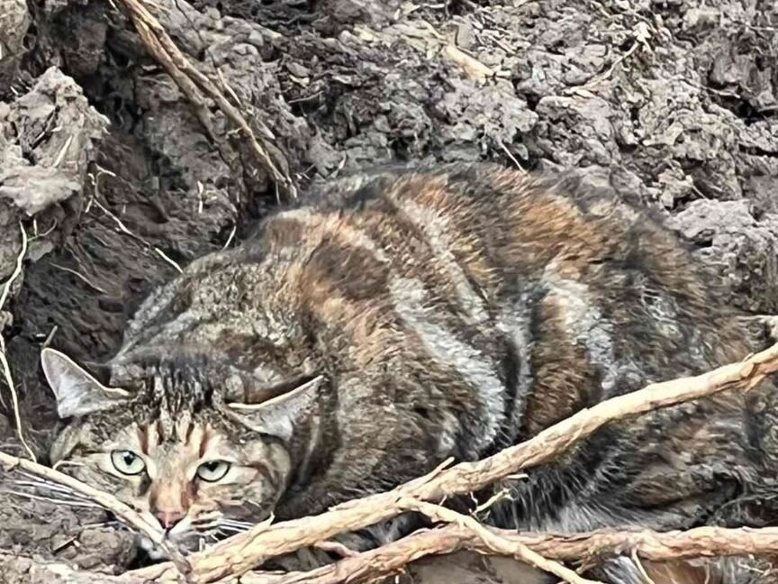Кошку выкинули в лес, нужен дом