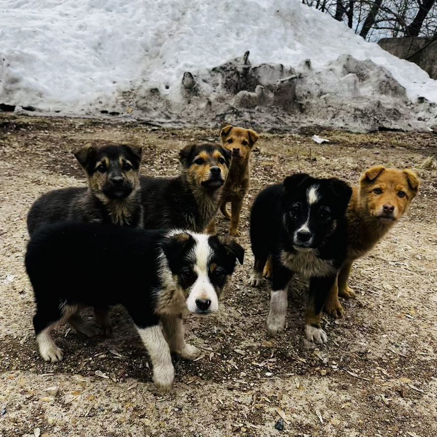 Щенки в добрые руки даром