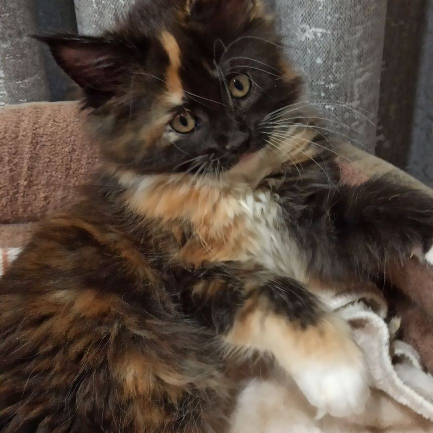 Котята меин кун