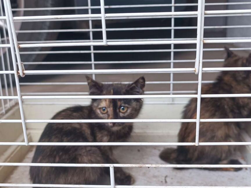 Котенок