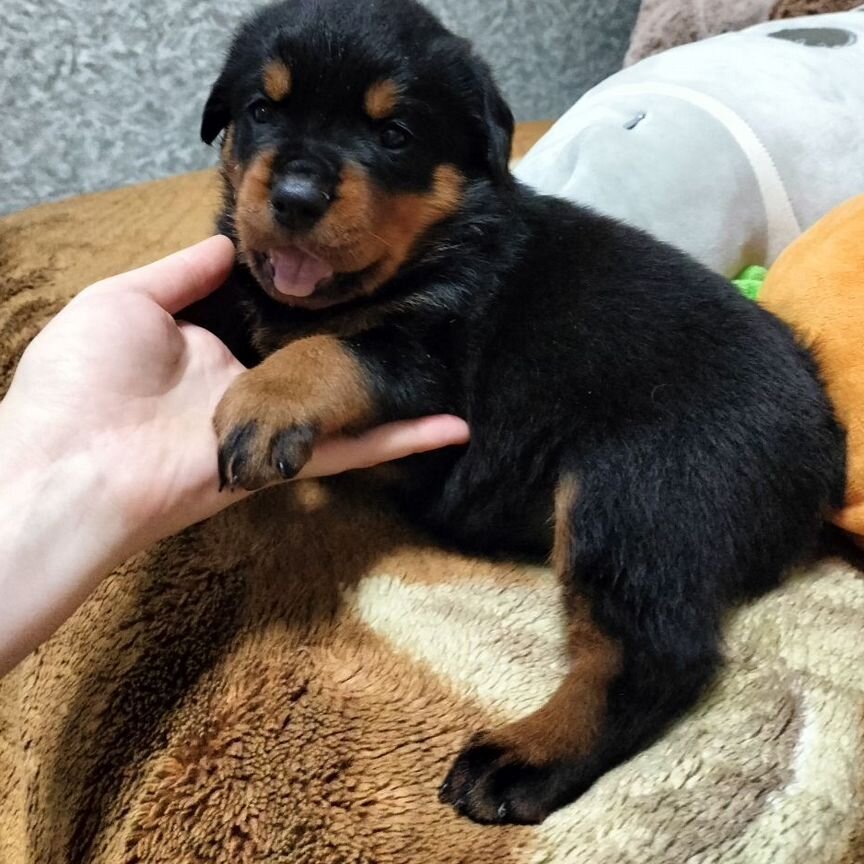 Ротвейлер, щенок