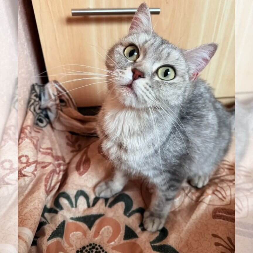 Шотландский прямоухий короткошёрстный котёнок