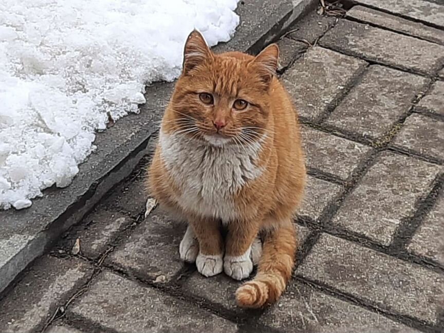 Рыжий котик ищет дом