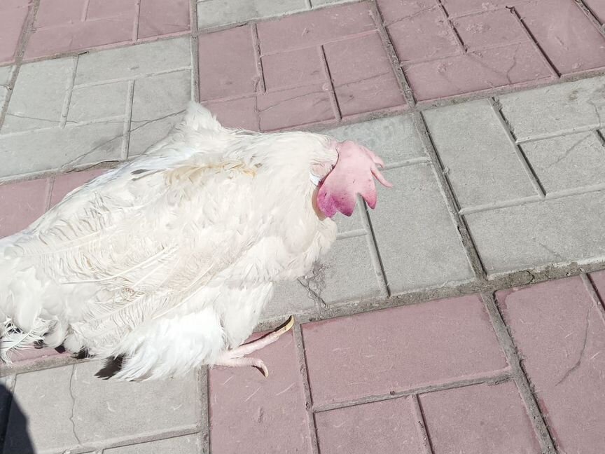 Куры несушки уже несутся