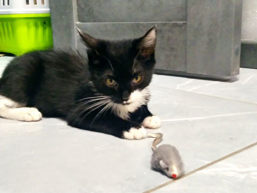 Девочка, 3-4 мес