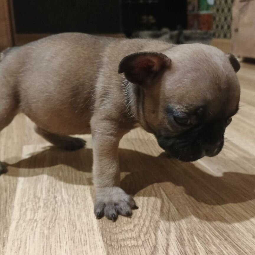 Французский бульдог, щенок