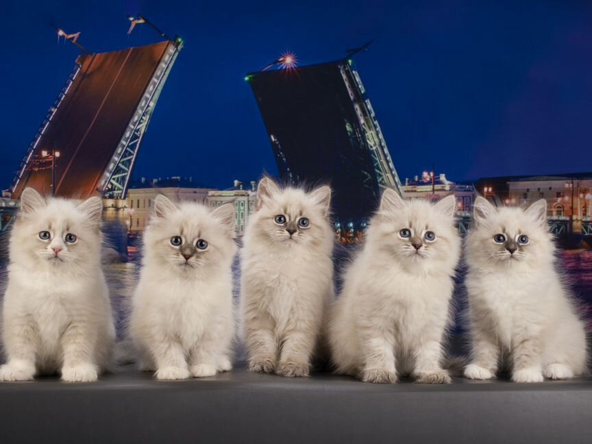 Котята невские маскарадные из питомника