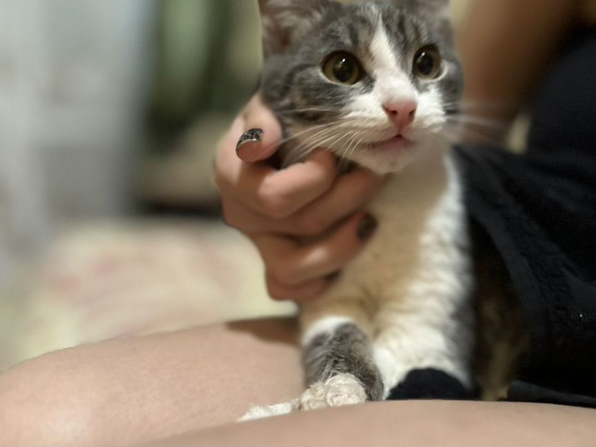 Котенок ласковый 3 месяца