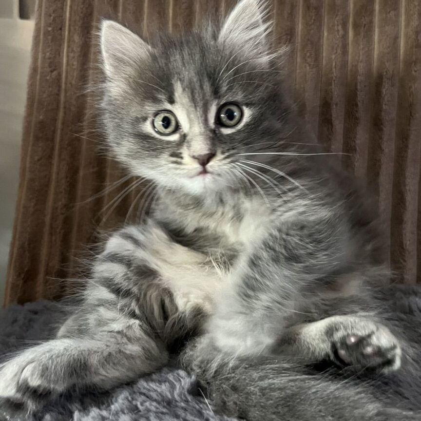 Сиамский котёнок