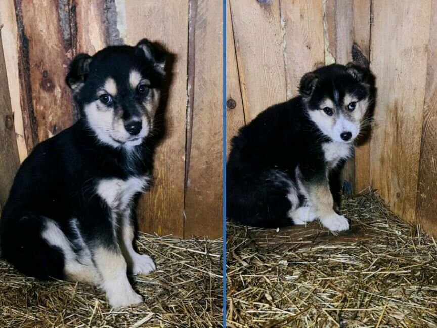 Шенки дворняжечки.2-3 мес