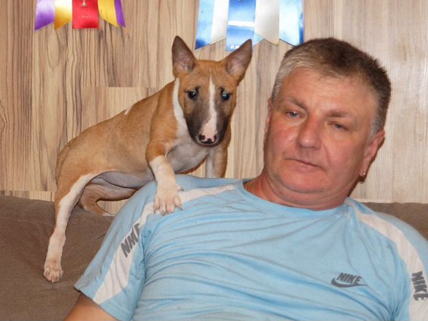 Миниатюрный бультерьер девочка