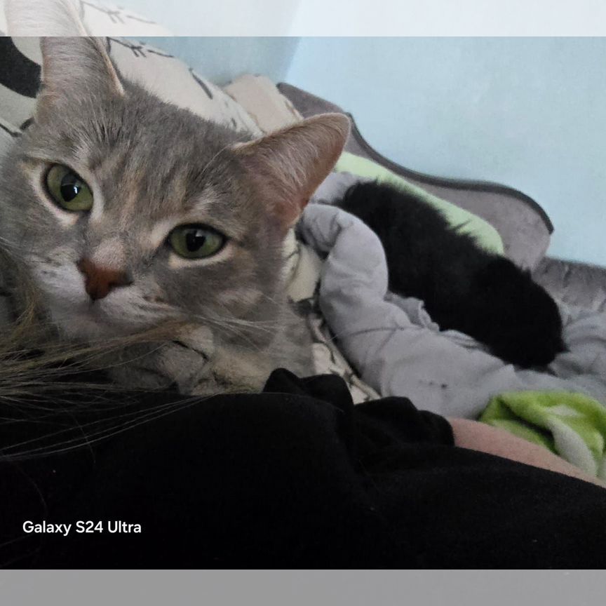 Взрослая кошка в добрые руки