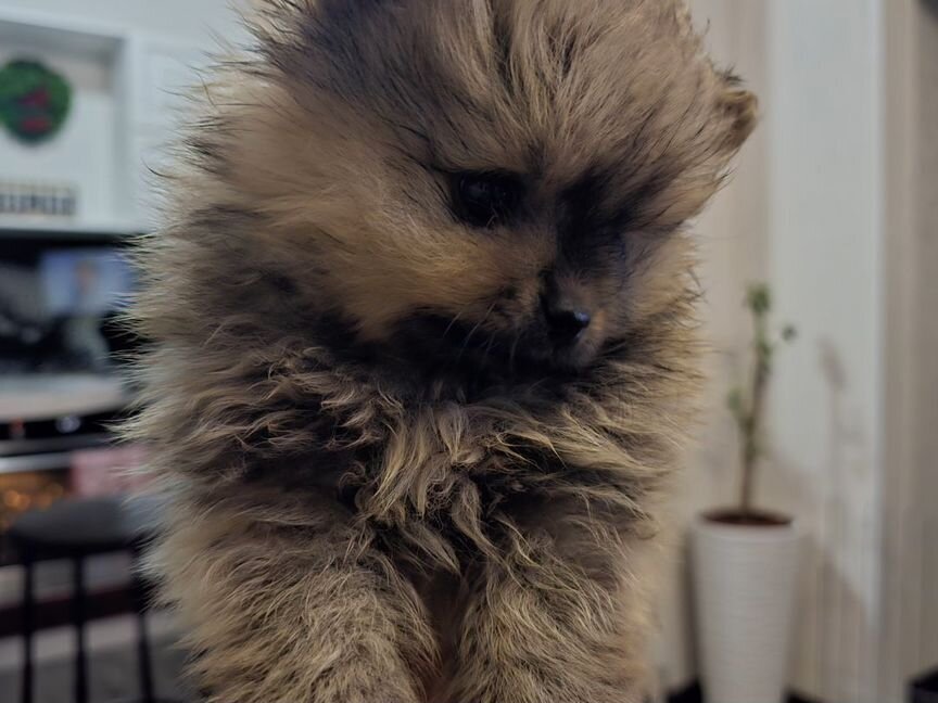 Щенки немецкого малого шпица