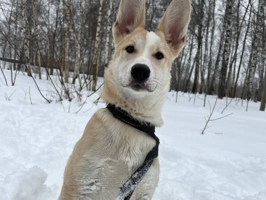 Активный щенок Вольт попал в приют