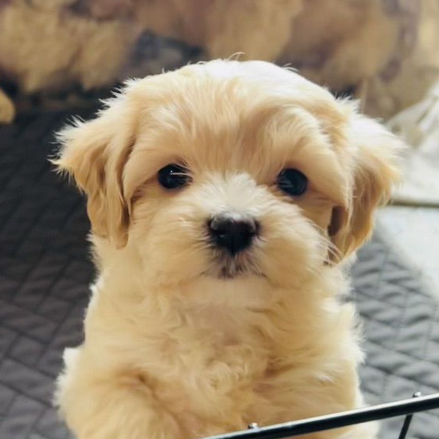 Малыши мальтипу F1