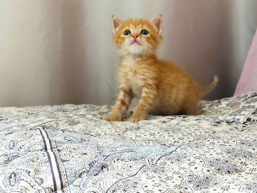 Отдам в добрые руки котёнка