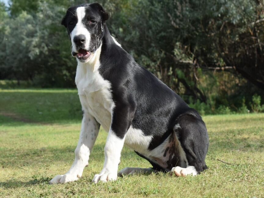 Среднеазиатская овчарка алабай щенки