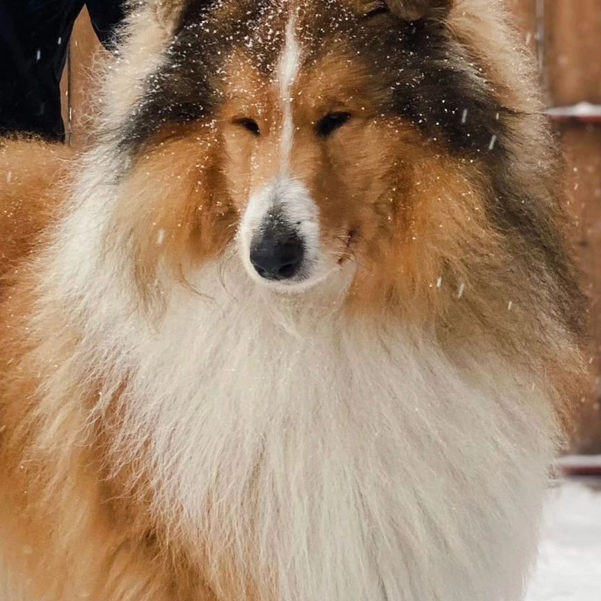 Колли вязка