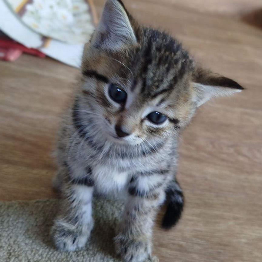 Котёнок в добрые руки