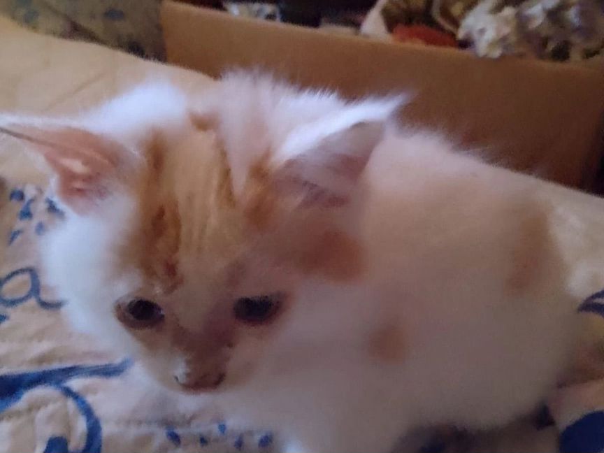 Котята