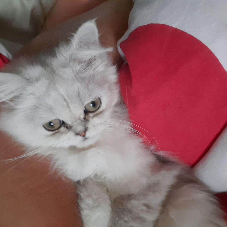 Продаётся котик,6мес, мальчик