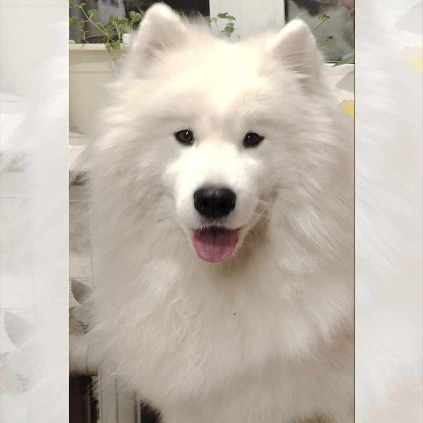 Самоедская собака, взрослый пёс