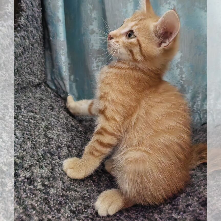 Отдадим котенка