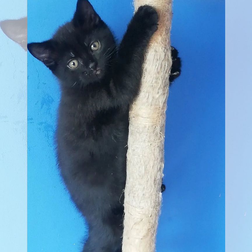 Котёнок от частного владельца