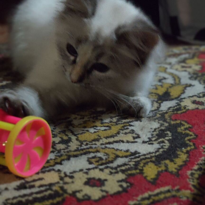 Дворянская