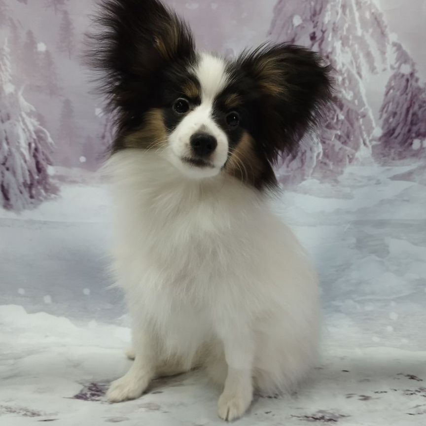 Континентальный той-спаниель папильон, щенок