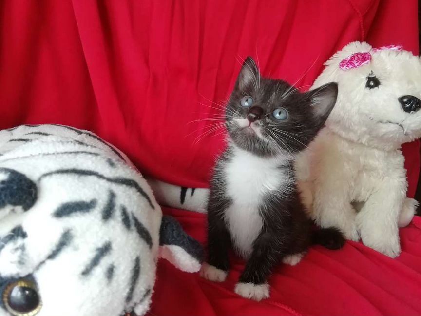 Счастливый котёнок