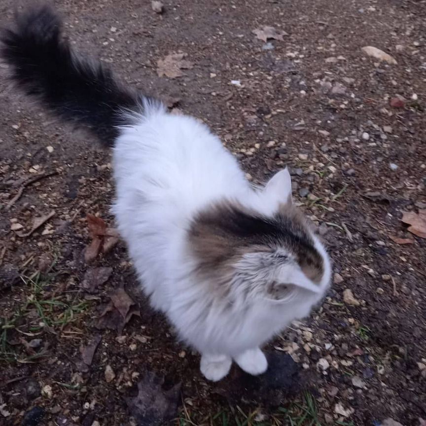 Домашние животные котята москва и