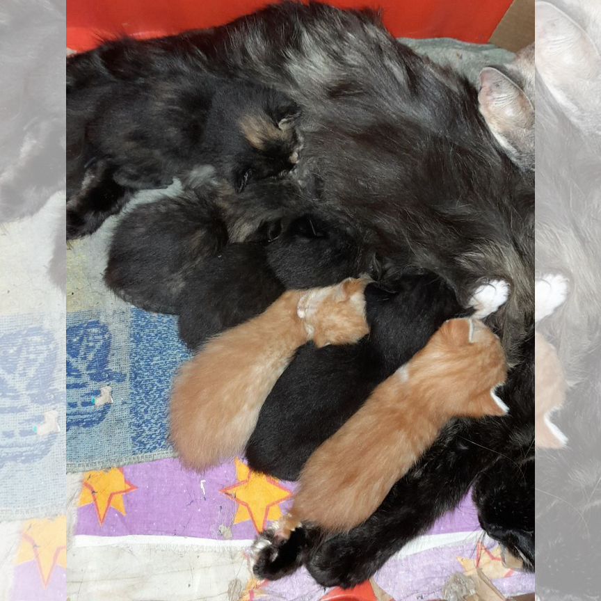 Очень милые котята