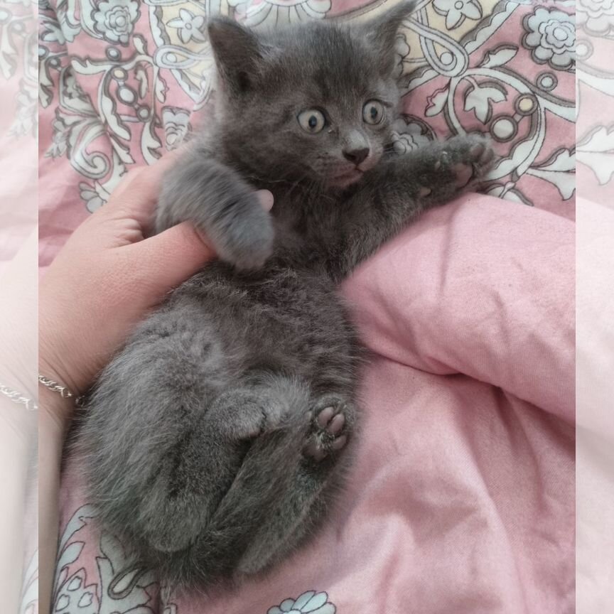 Котёнок в добрые руки