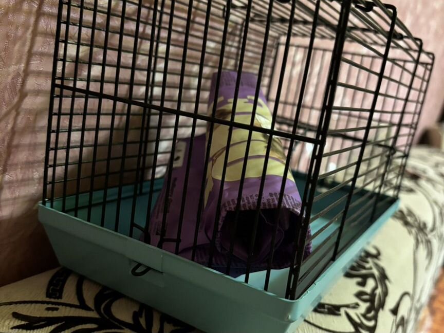 Отдам за корм хомяку или же продажа