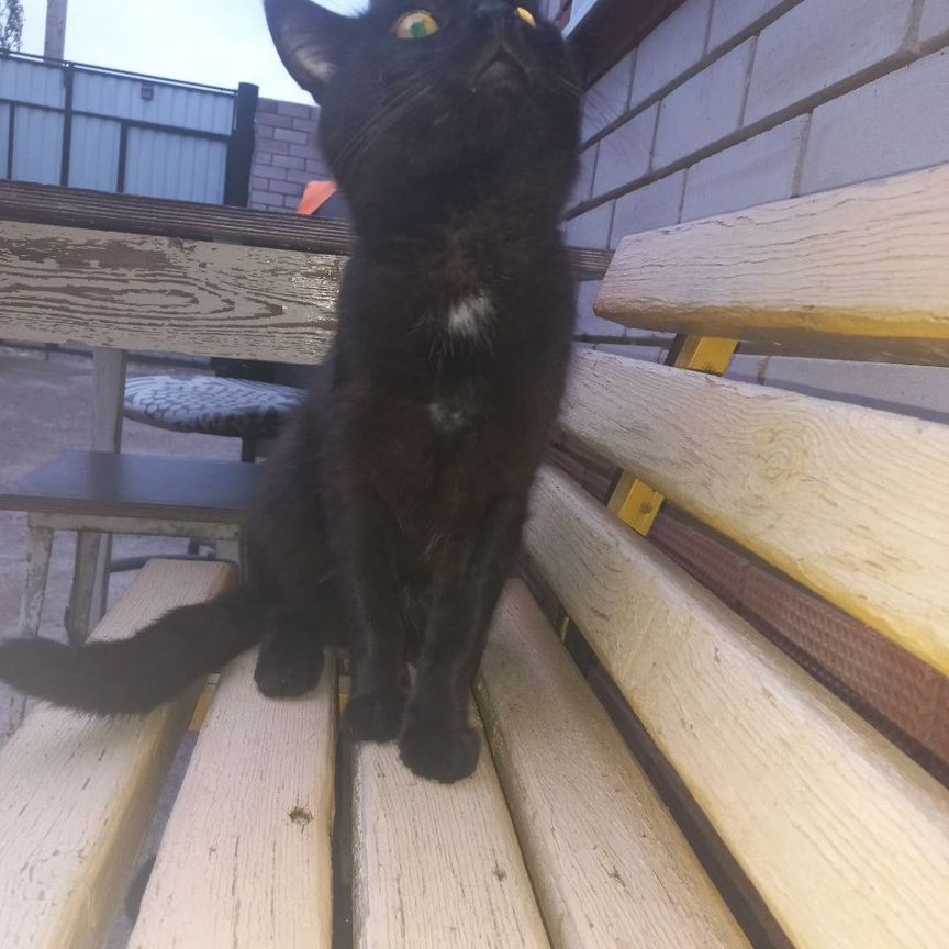 Кот в добрые руки