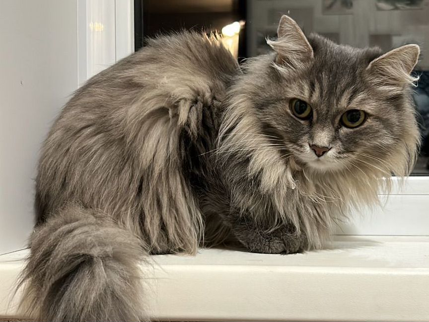 Норвежская лесная кошка