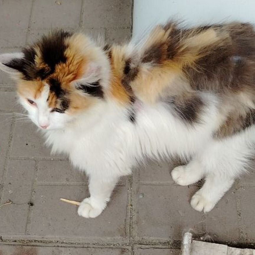 Отдам кошку в добрые руки