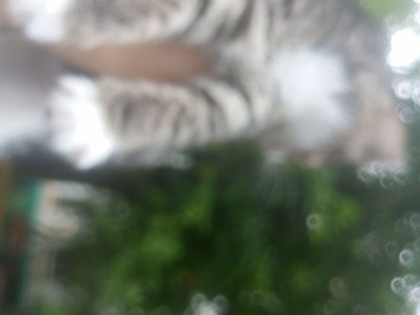 Кошка ищет дом котенок