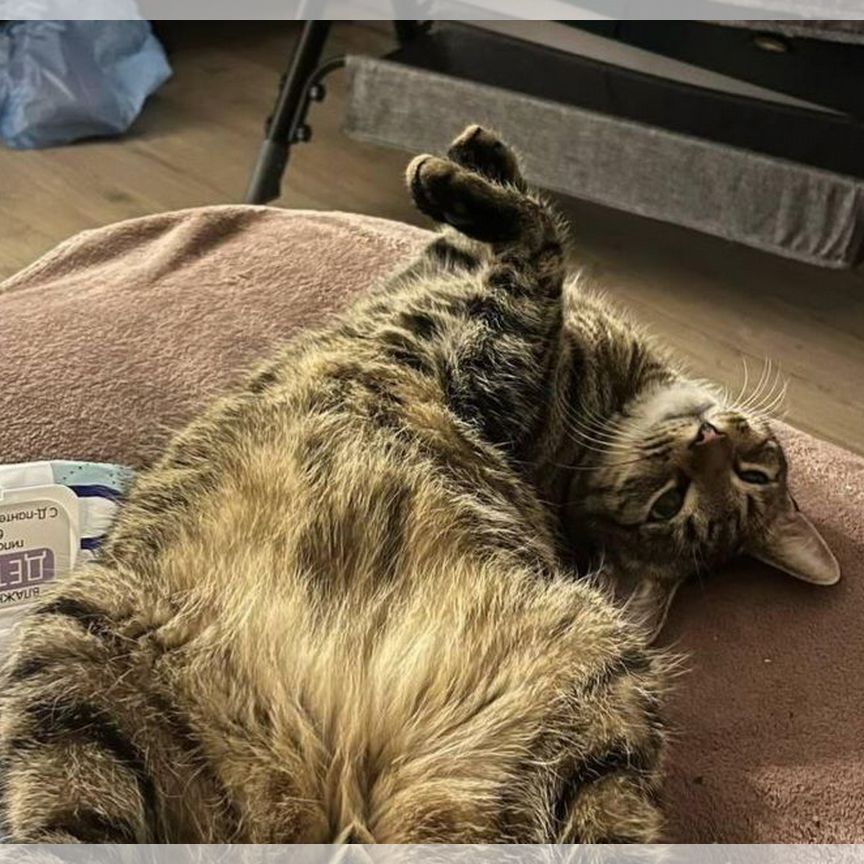 Европейский короткошёрстный, взрослый кот