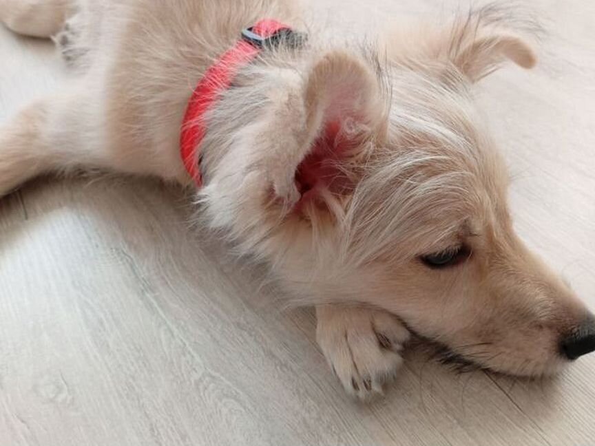 Ляля ищет семью