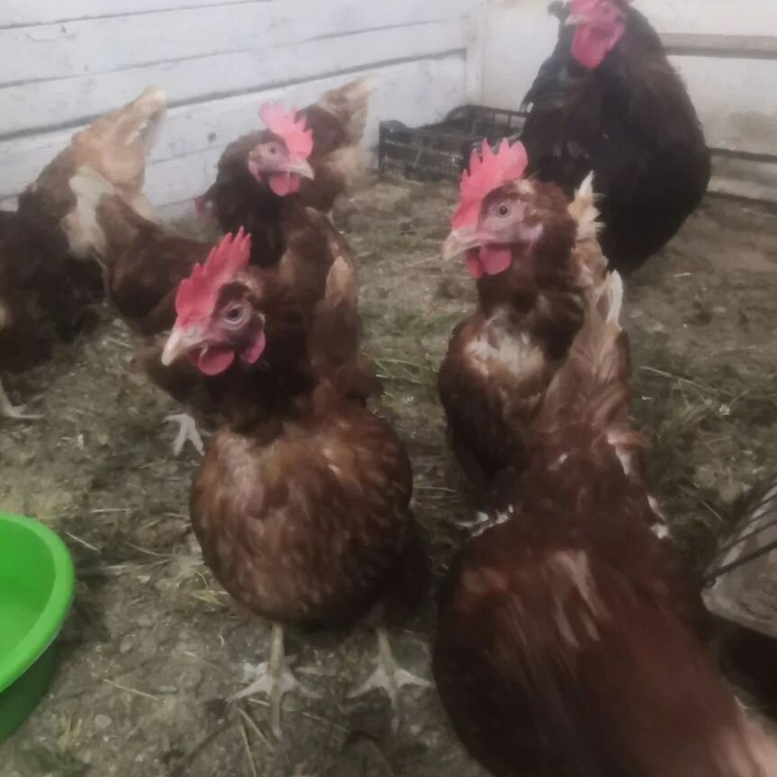 Куры несушки