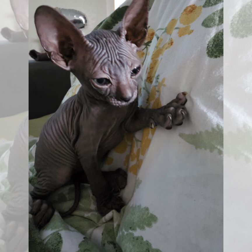 Канадский сфинкс котёнок