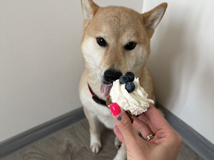 Бенто торты, капкейки и печенье для собак