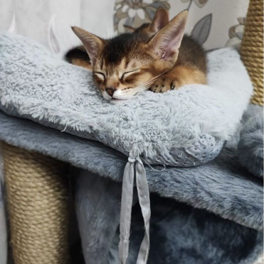 Абиссинская